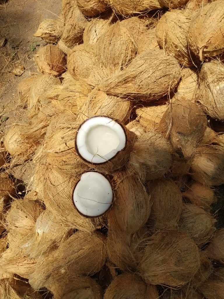 AK Fresh Coconuts – Farm Fresh Coconuts