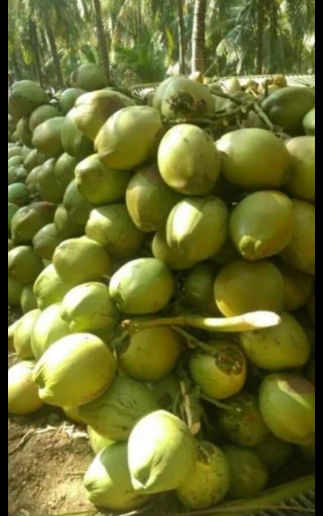 AK Fresh Coconuts – Farm Fresh Coconuts