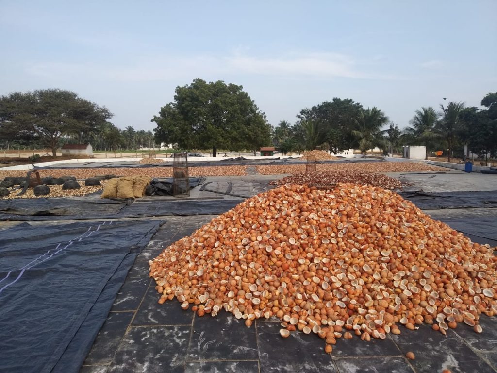 AK Fresh Coconuts – Farm Fresh Coconuts