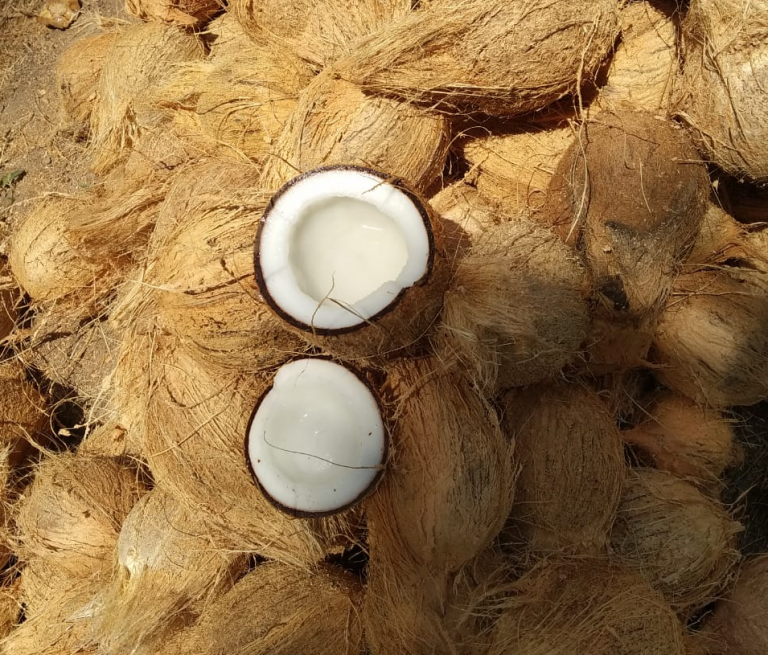 AK Fresh Coconuts – Farm Fresh Coconuts